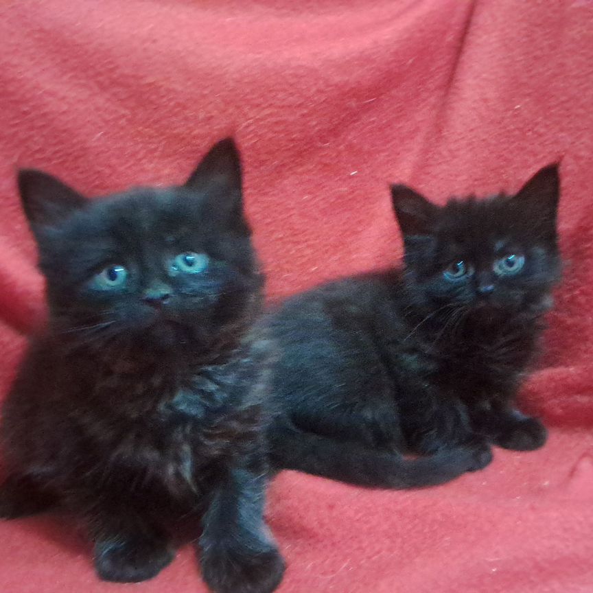 Сибирский котёнок