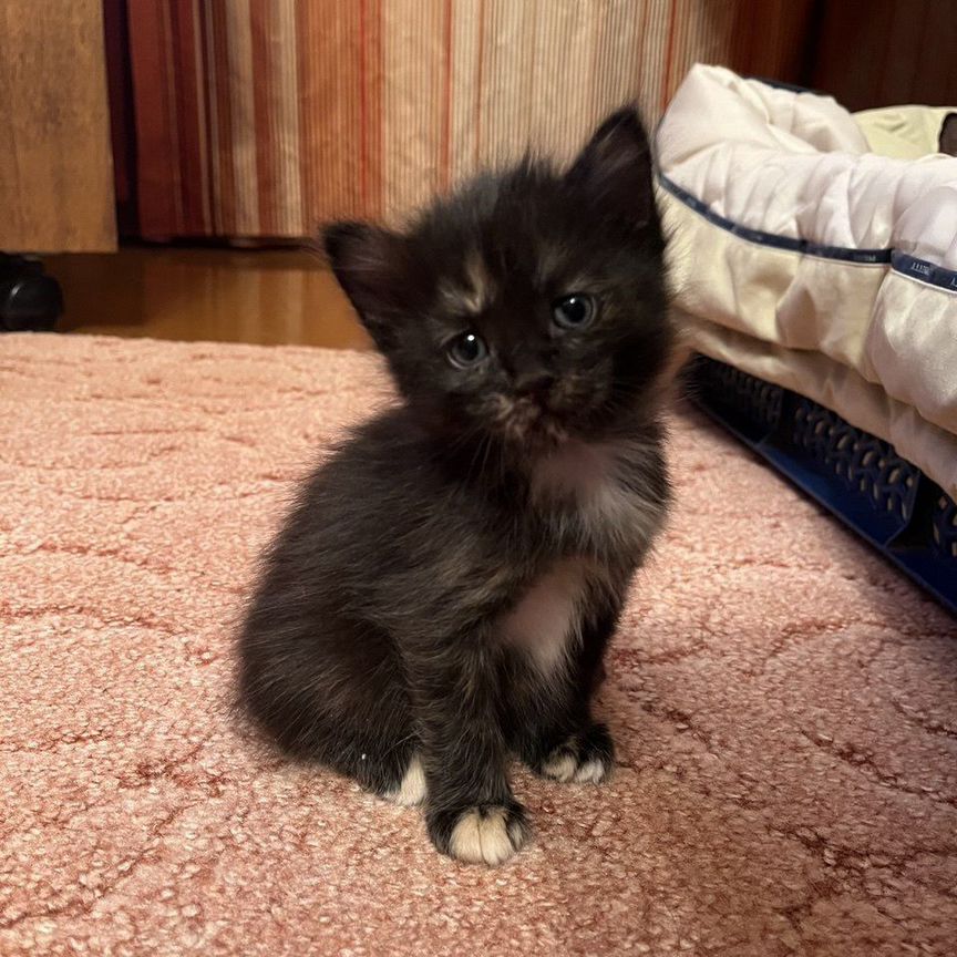 Отдам в добрые руки