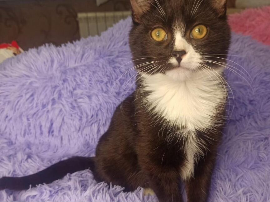 Маркизный котенок в дар