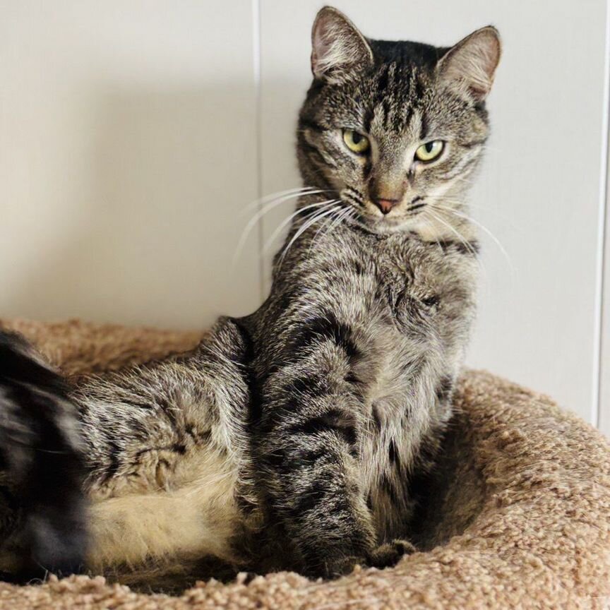 Взрослая, Девочка кошка в добрые руки