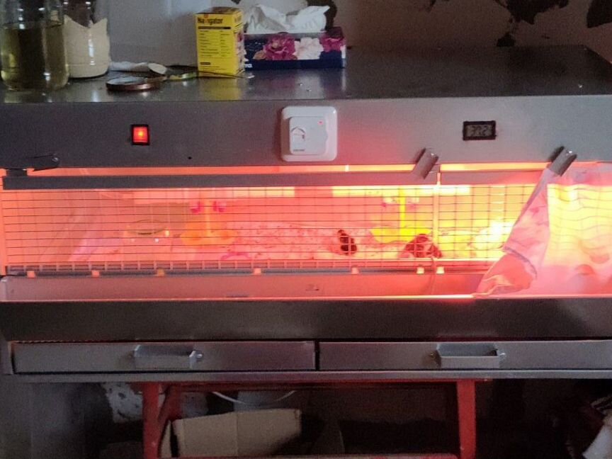 Брудер для цыплят б/у