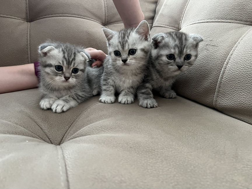 Шотландские вислоухие котята