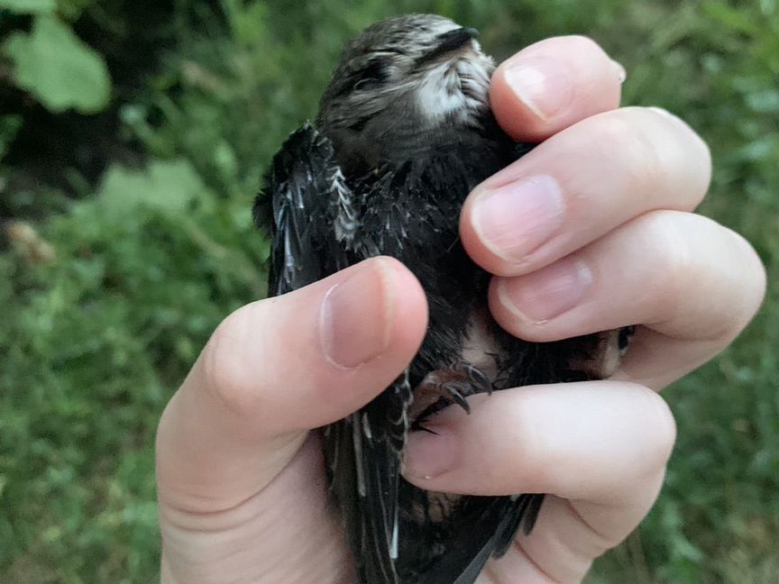 Птенец стрижа