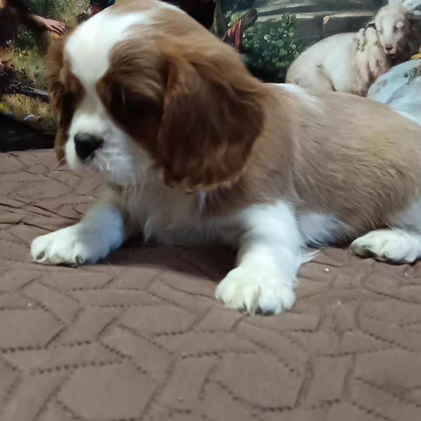 Мальчик- Кавалерчик