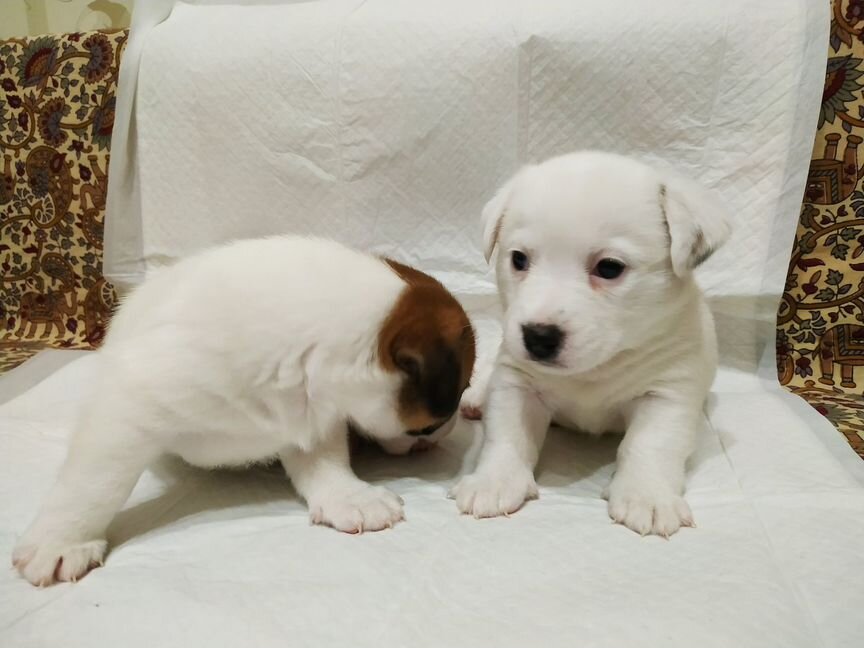 Продаю щенков Дек Рассел Терьера