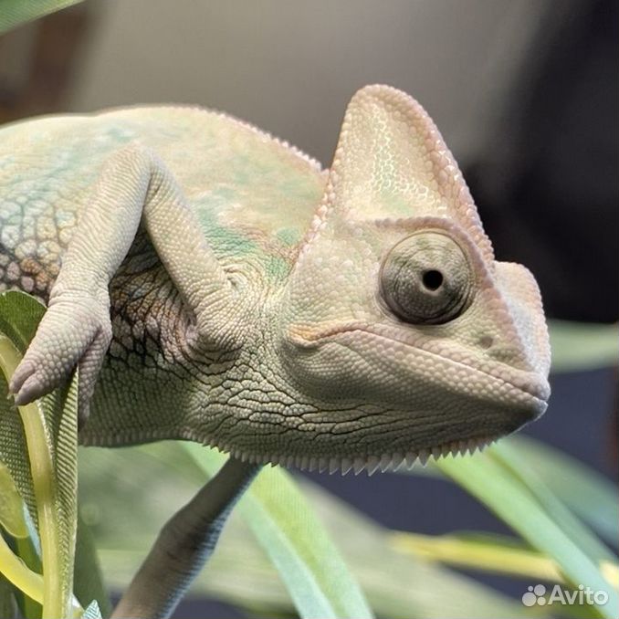 Йеменский хамелеон