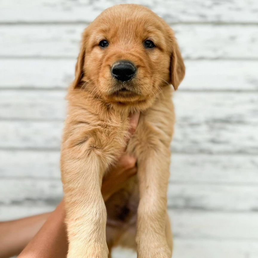 Золотистый ретривер, щенок