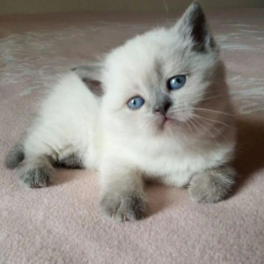 Шотландские котодетки колор-пойнт