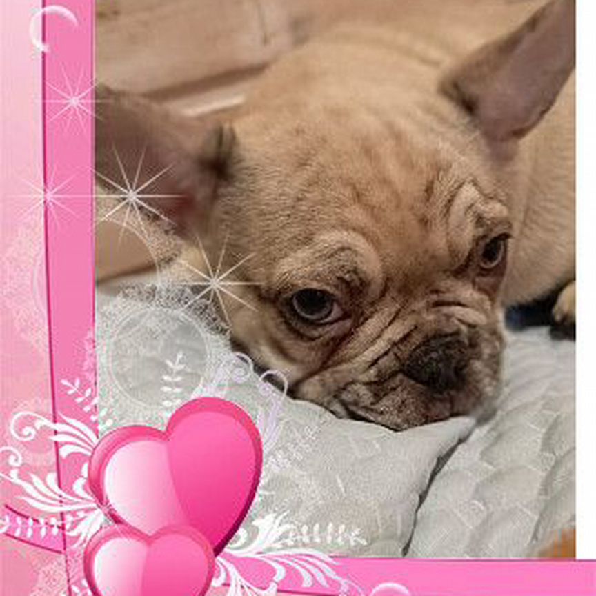 Чудесный пупс французик