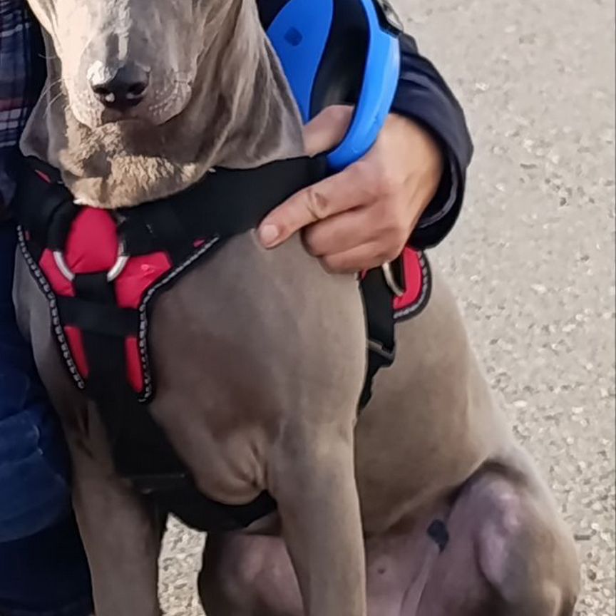 Тайский риджбек