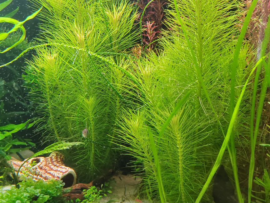 Аквариумные растения
