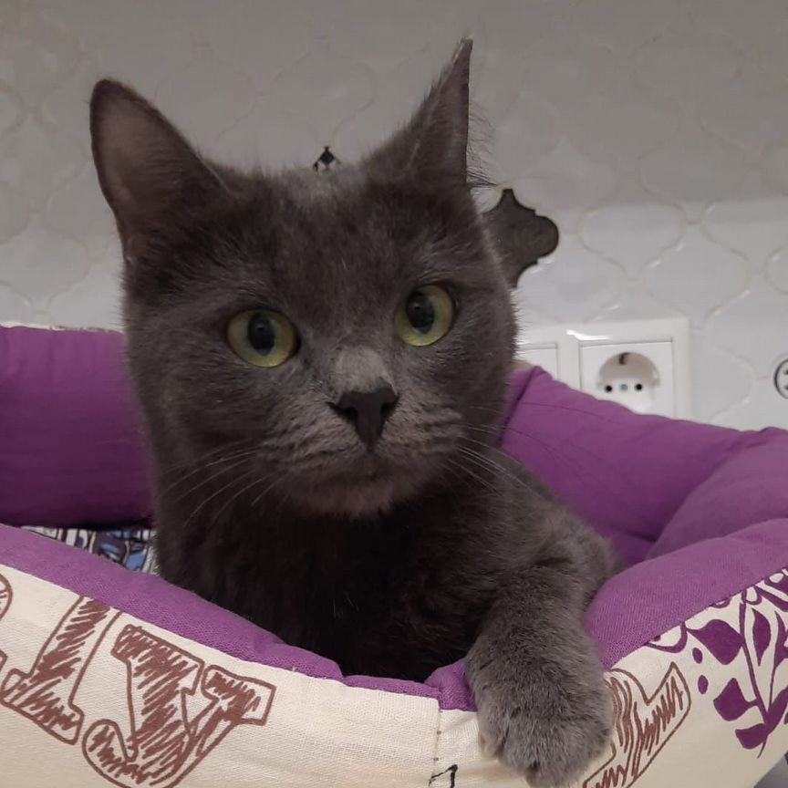 Русская голубая молоденькая кошечка 8 мем. в дар