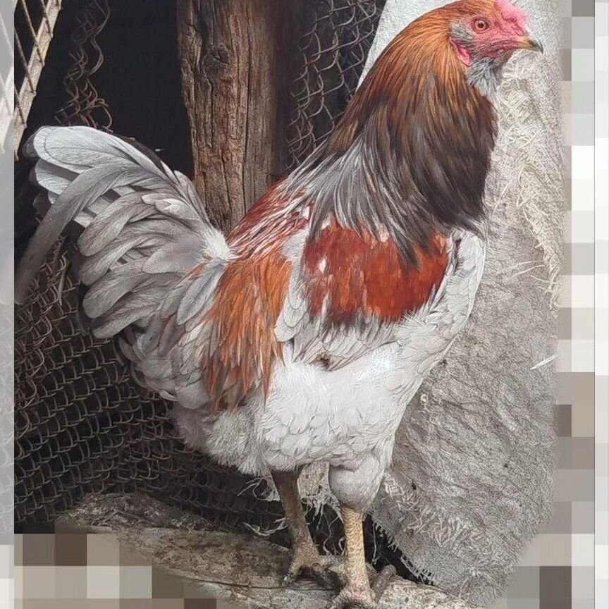 Петух амераукано, русский хохлатый, ухейлюль