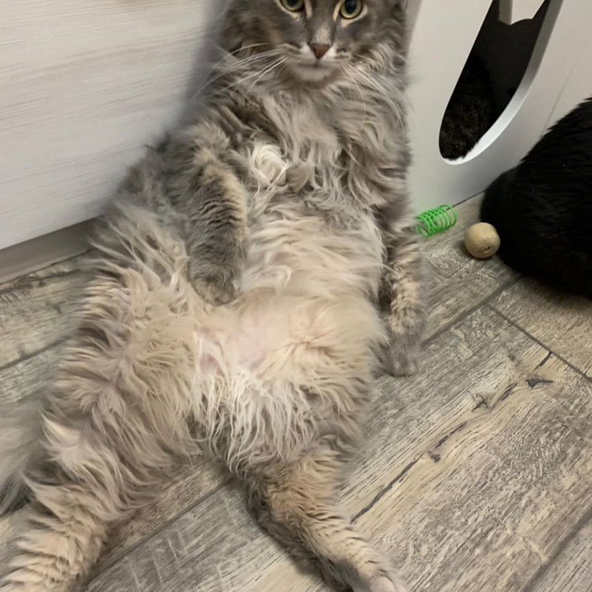 Кот Сергей в надёжные руки