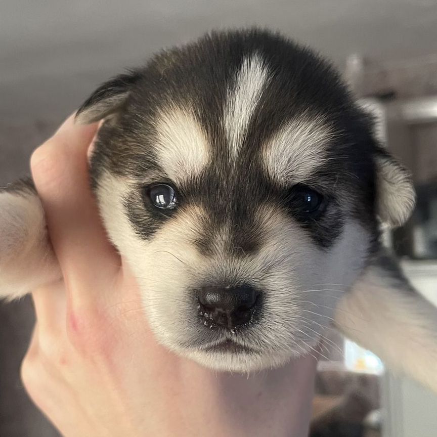 Сибирский хаски, щенок