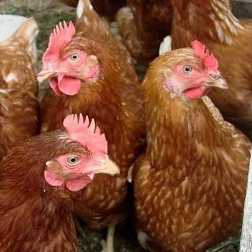 Куры несушки