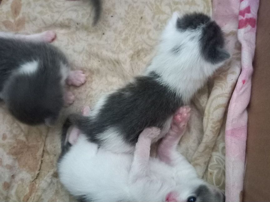 Котята дором