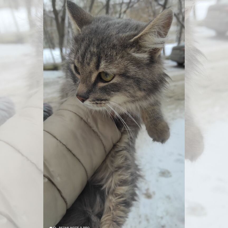 Котика оставили на улице в переноске
