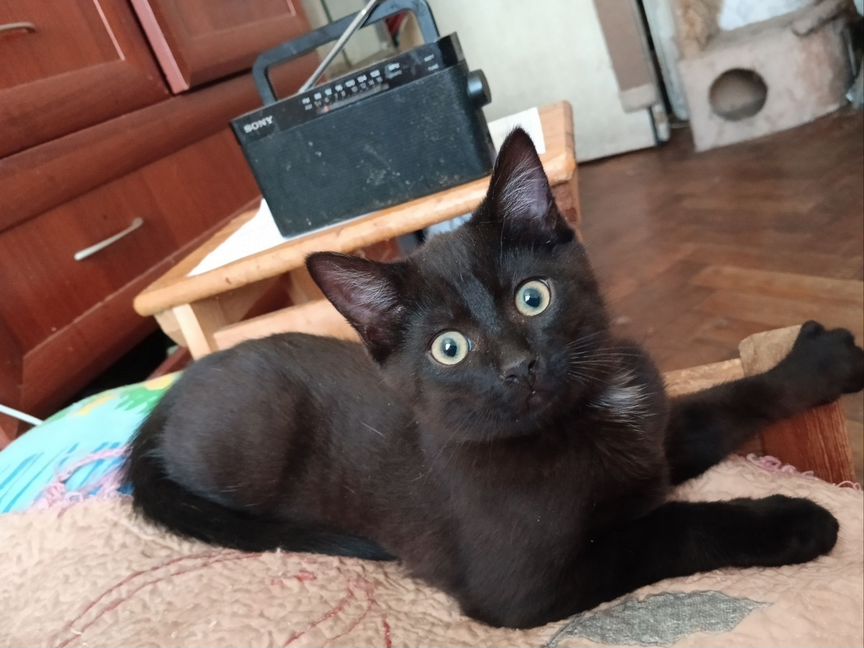 Котенок черный