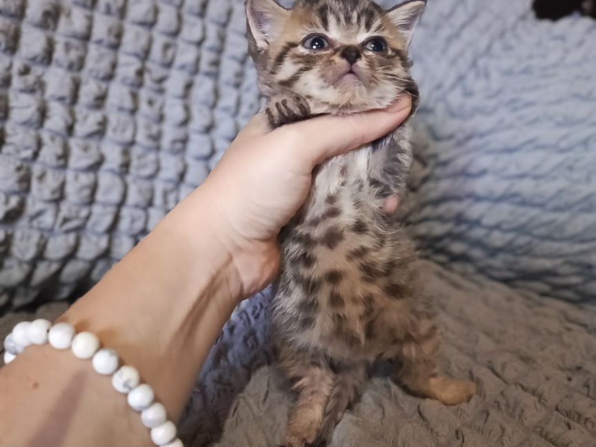 Шотландские прямоухие котята