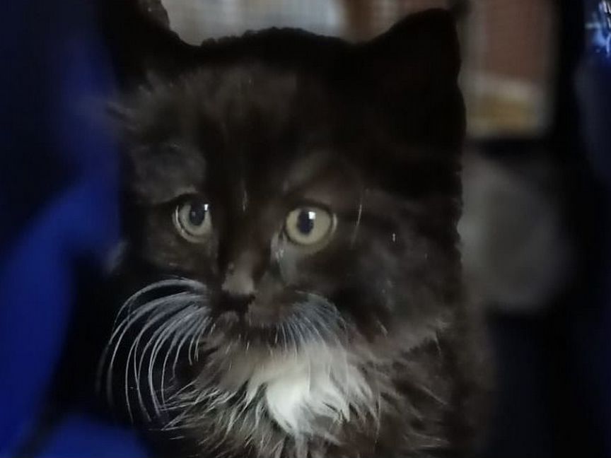 Котенок девлочка Маркиза 1,5 месяца в дар