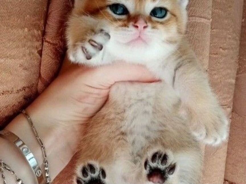 Шотландские золотые пупсики