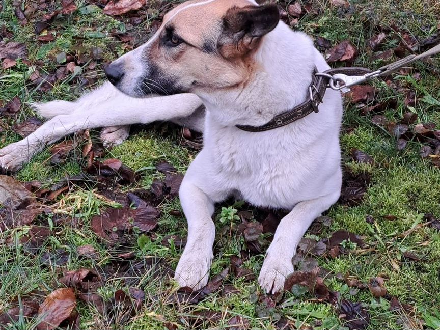 Отдам в добрые руки