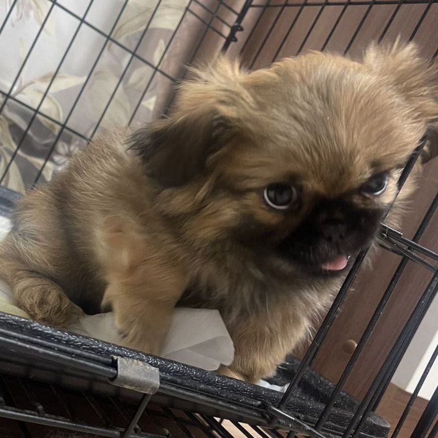 Пекинес, щенок