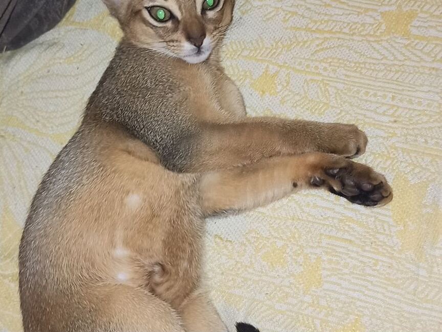 Абиссинская