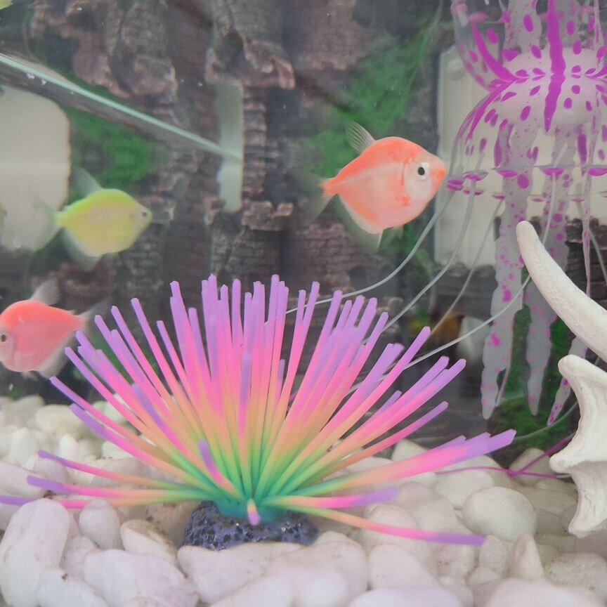 Тернеция гло