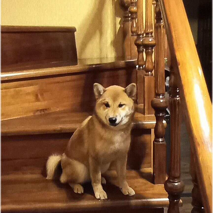 Сиба-ину, щенок