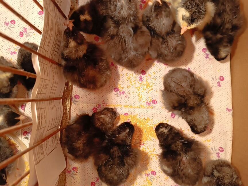 Цыплята суточные