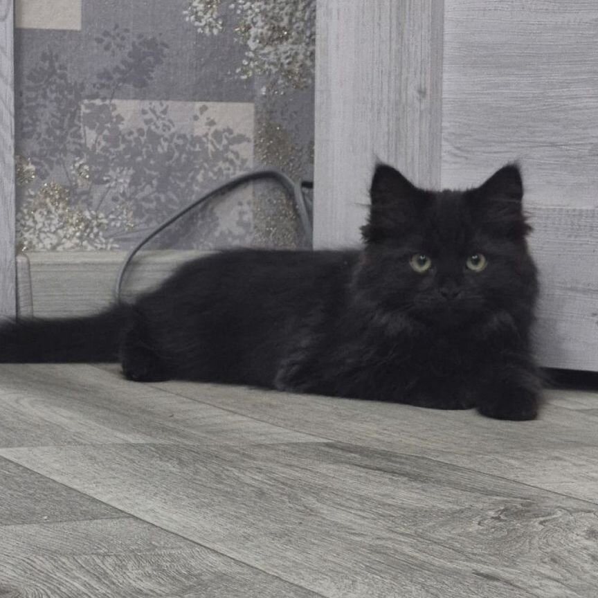 Сибирский котёнок