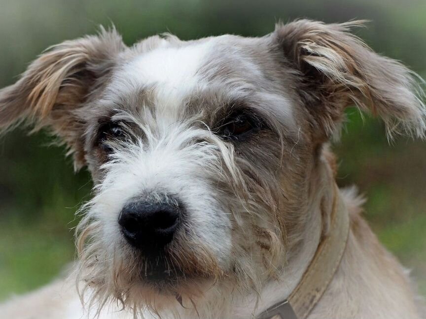 Чудесный пёс грустит в приюте