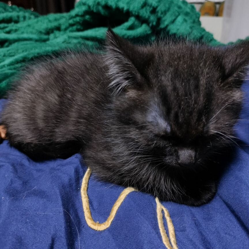 Котята в добрые руки бесплатно мальчик