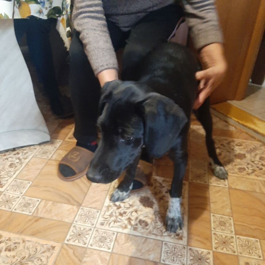 Собака в добрые руки