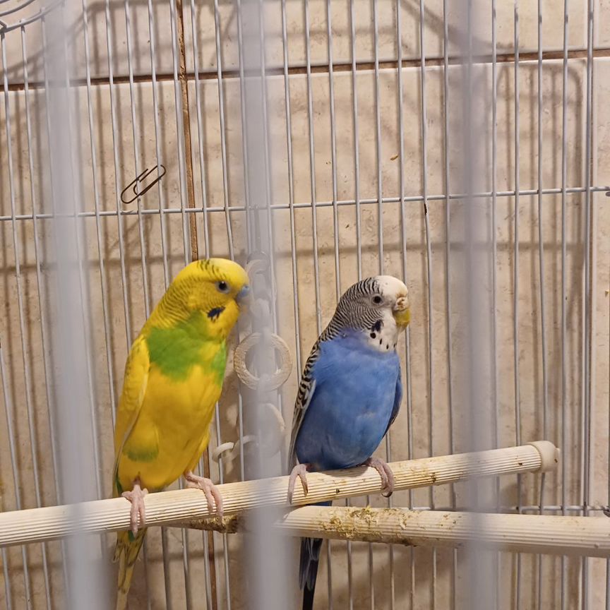 Волнистый попугай с клеткой