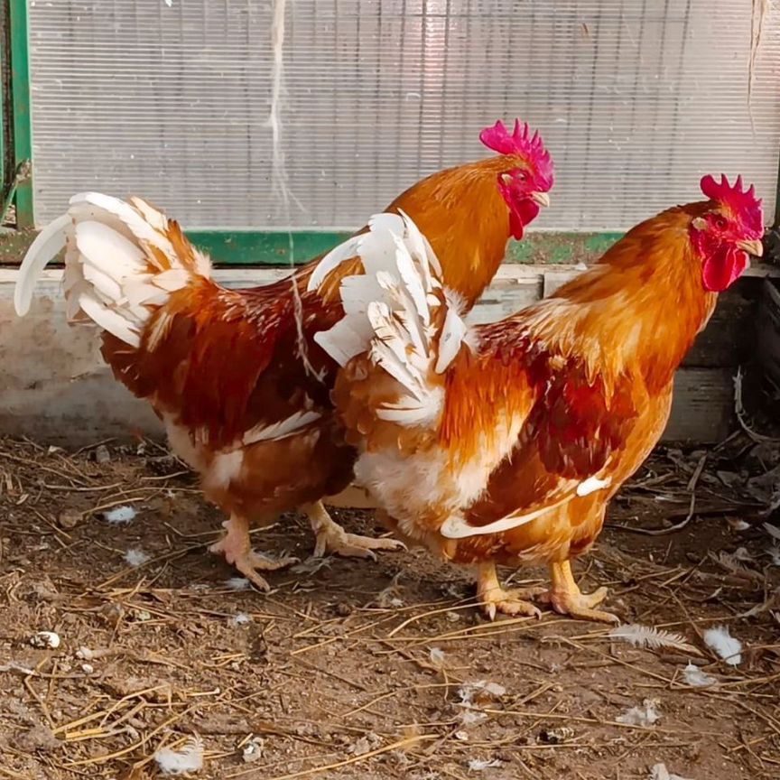 Петушки. Мини-мясная. Палевая