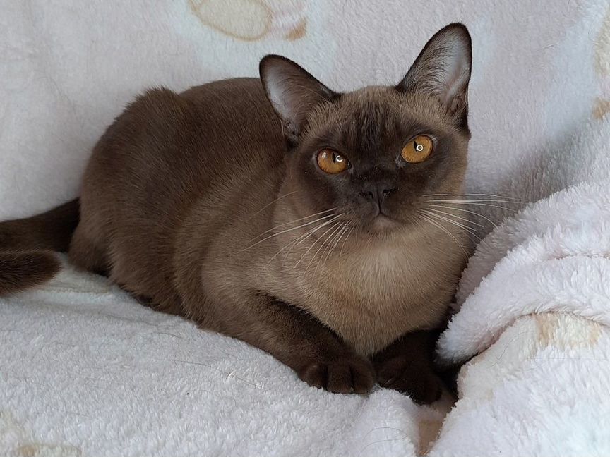 Шоколадная бурманская девочка Саманта