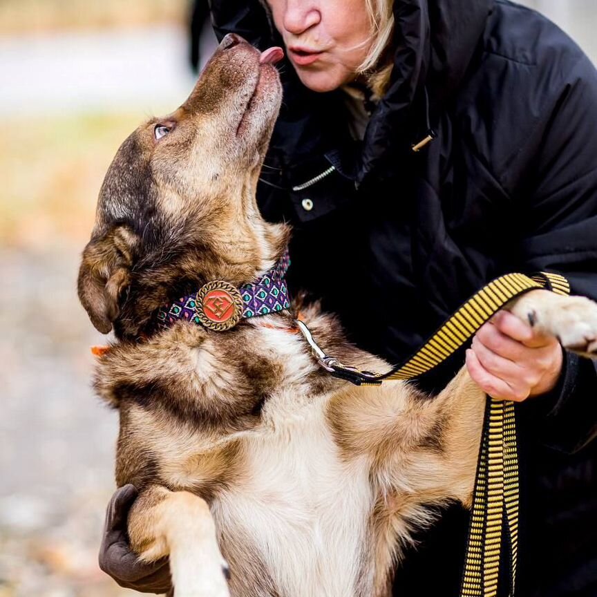 Собака в добрые руки отдам бесплатно