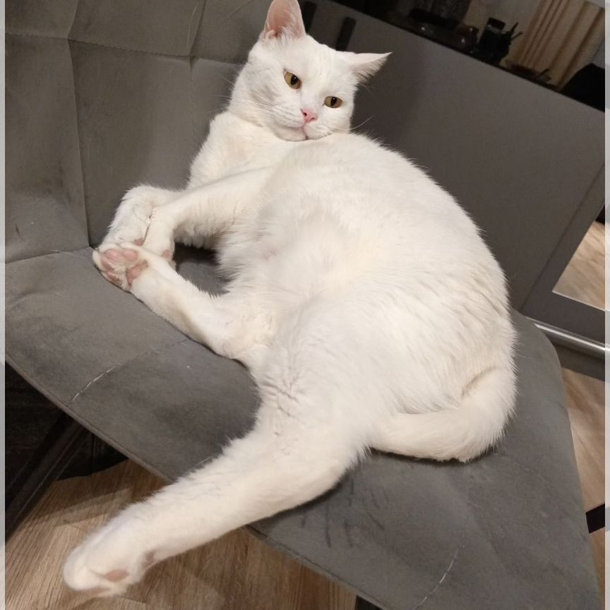 Взрослая, кошка в добрые руки