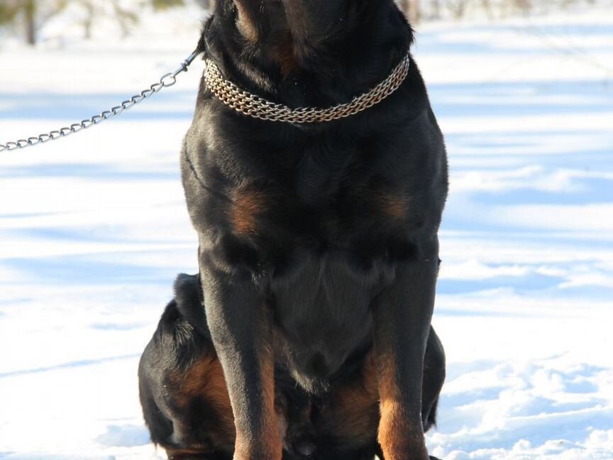 Вязка Ротвейлера