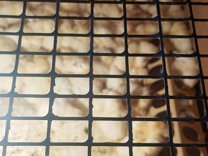 Цыплята суточные несушки