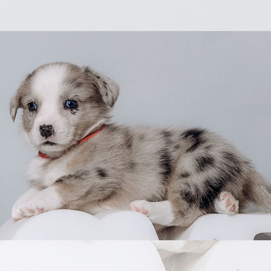 Вельш Корги Кардиган, щенок