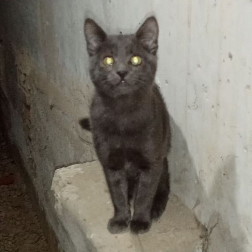 Британский короткошёрстный котёнок