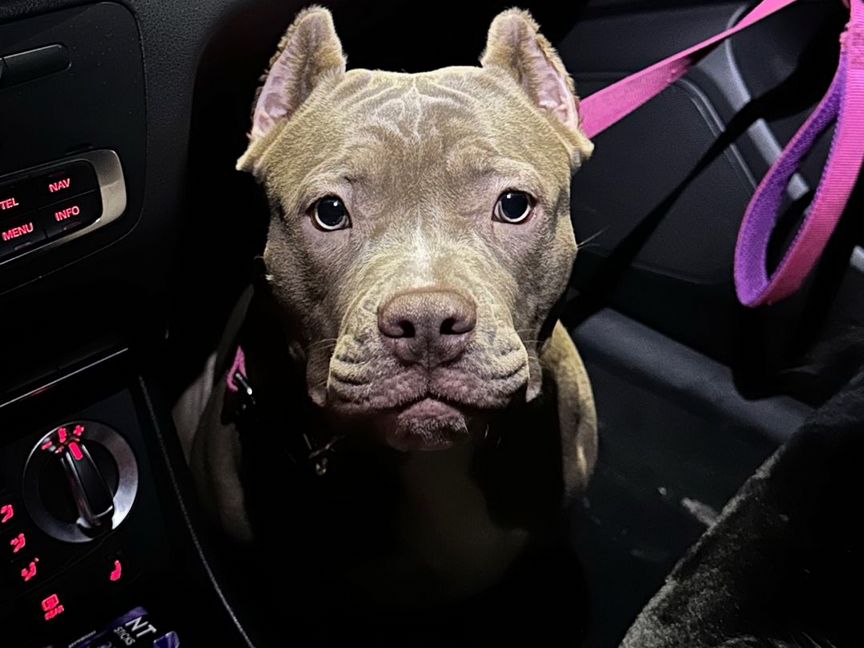 Американский булли подросток