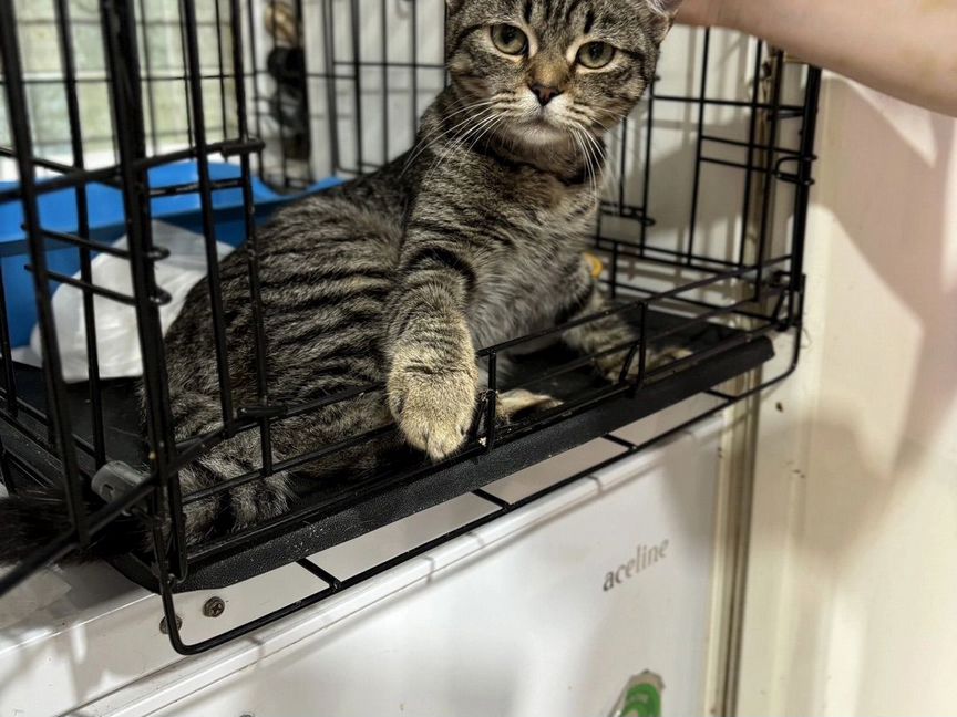 Котик Шнапс