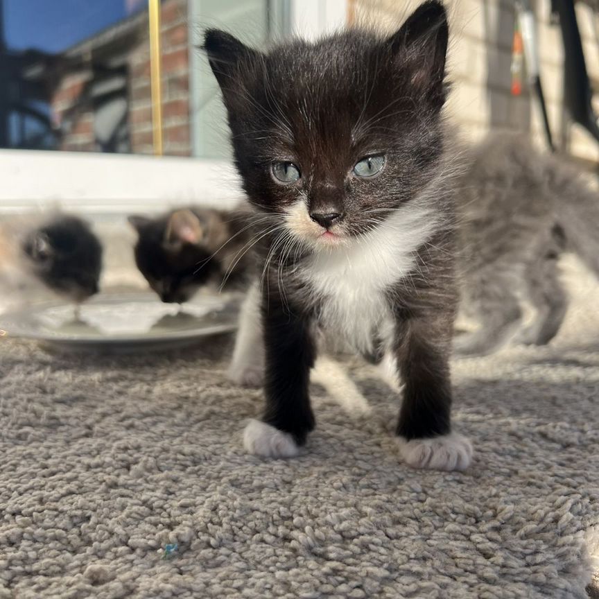 Котята в добрые руки