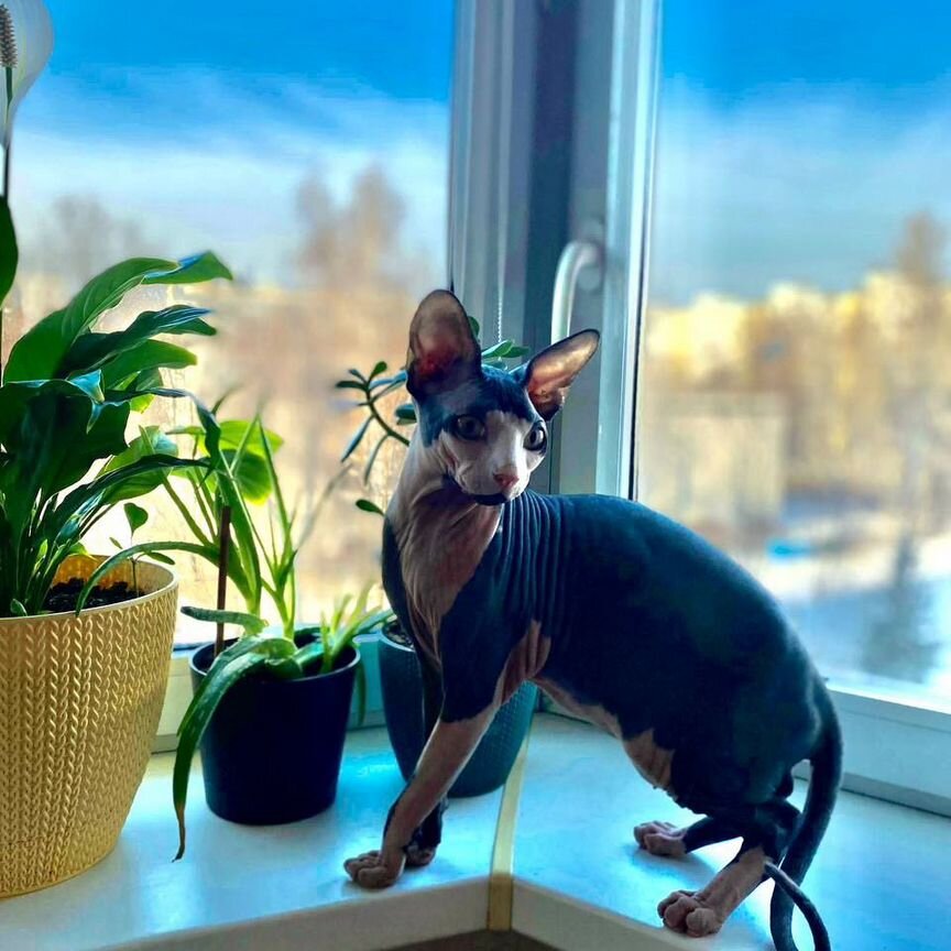 Канадский сфинкс