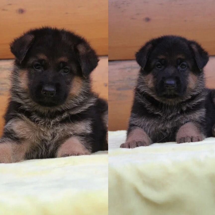 Щенки немецкой овчарки